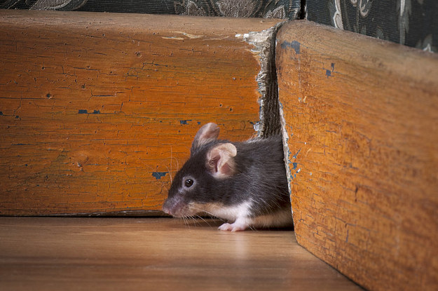 Almost Half A Million Rented Homes Infested With Vermin