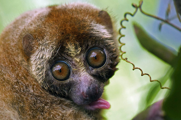 21 Endangered Animals That Are Total Badasses