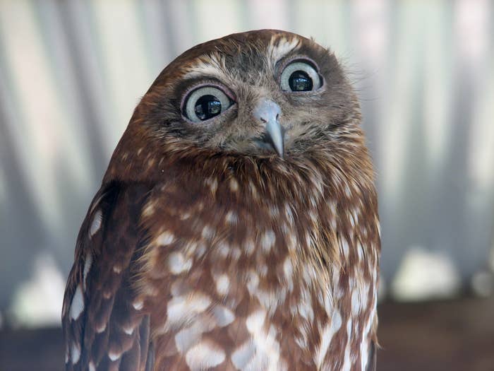 Asking Someone Out, As Told By Owls