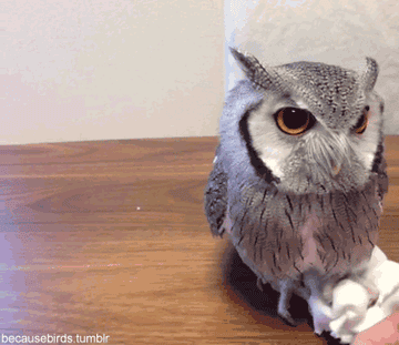 Asking Someone Out, As Told By Owls