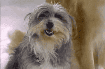 Steve Martin Did Stand-Up For Dogs In 1976 And It's Beautiful