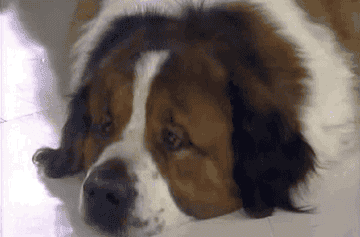 Steve Martin Did Stand-Up For Dogs In 1976 And It's Beautiful