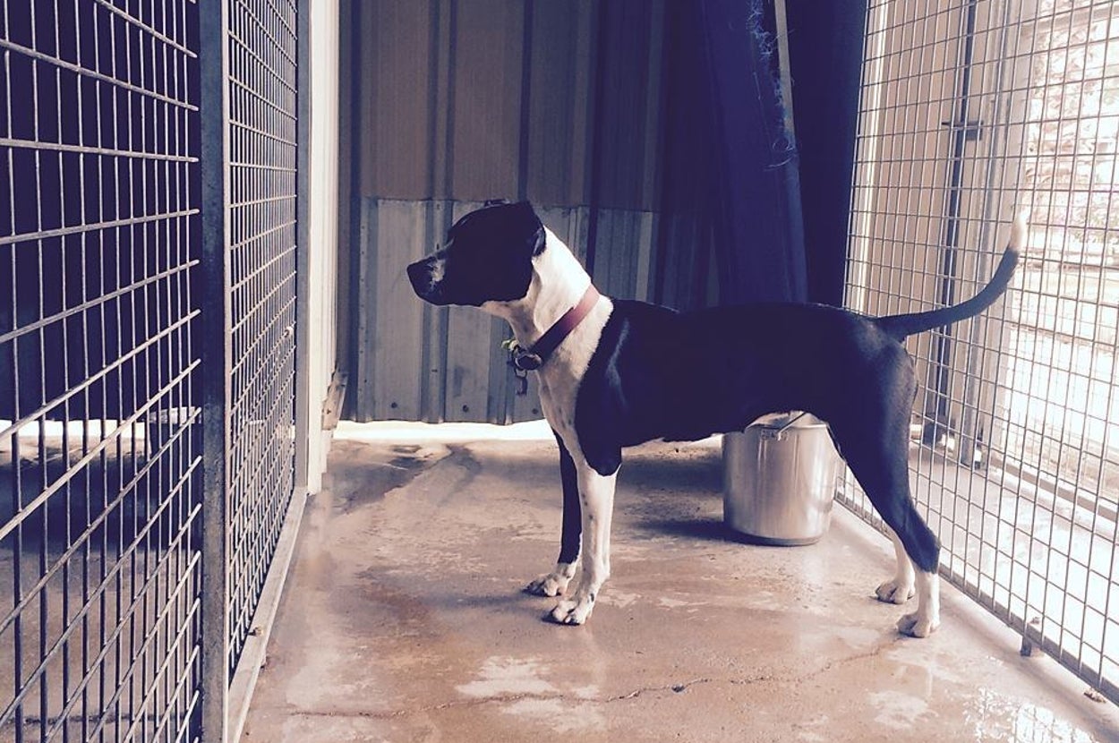 The Internet Came Together To Save This Dog On Death Row