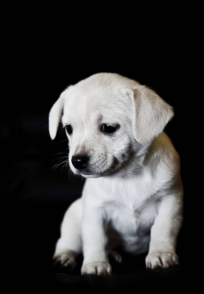 13 Cute And Sad Puppies That Will Give You The Feels