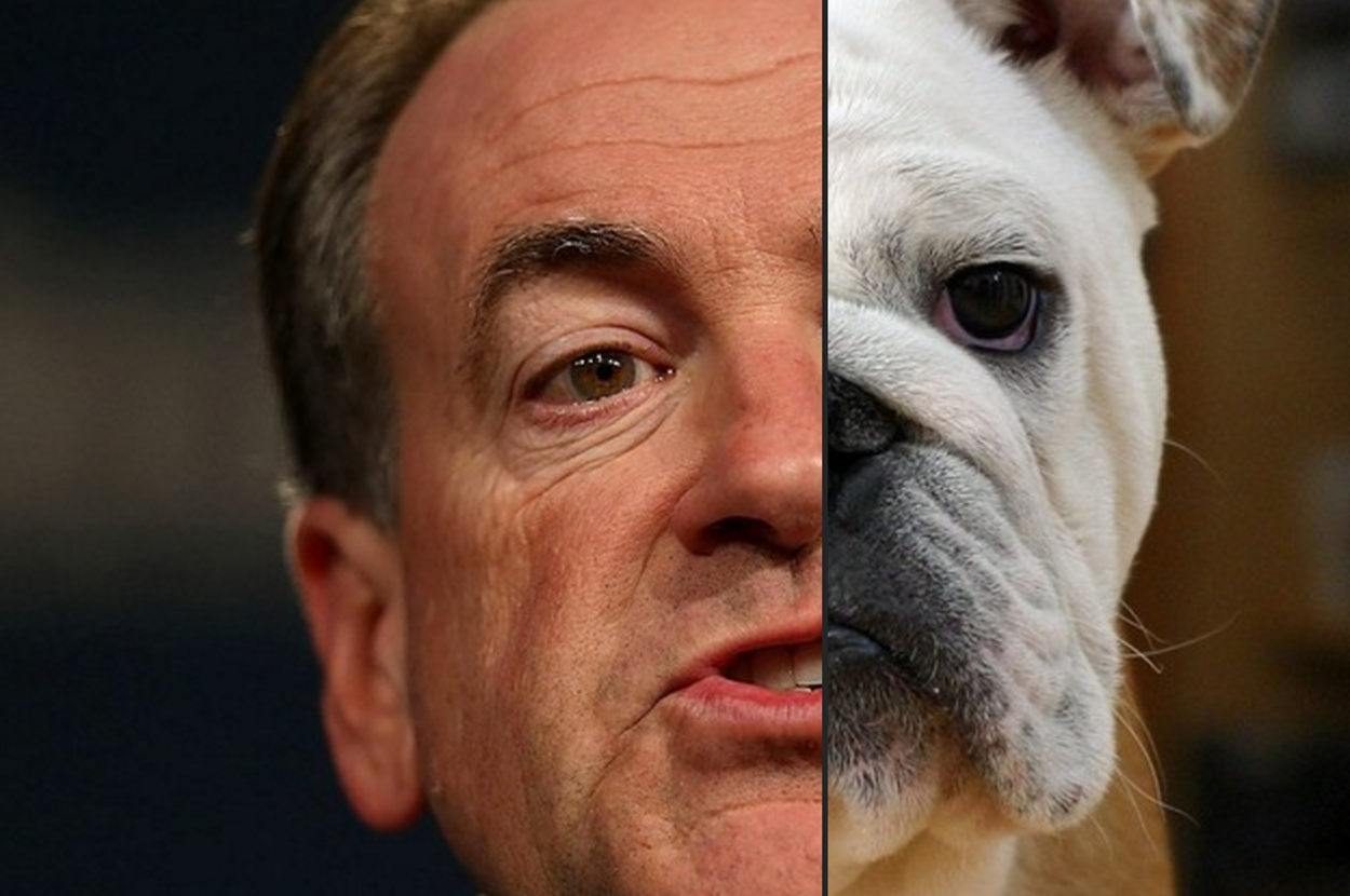 13 Dogs Who Look Just Like The 2016 Presidential Candidates