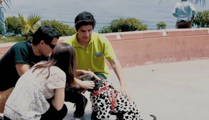 La campaña que disfraza perros mestizos como perros de raza te ...