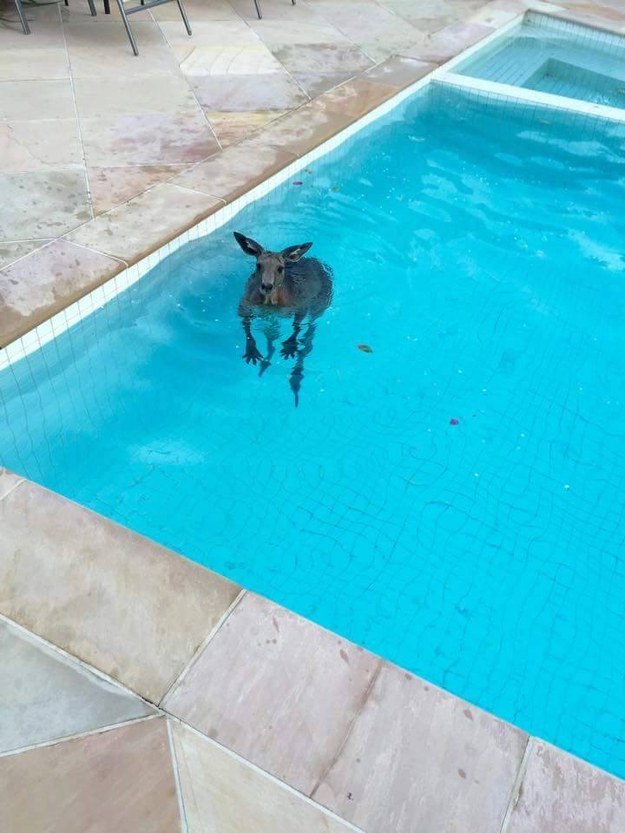 This Kangaroo Was Caught On Camera Casually Taking A Swim In A Backyard ...