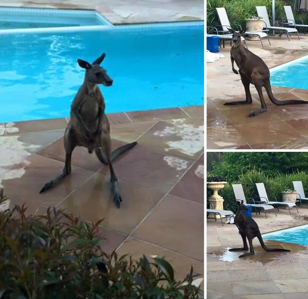 This Kangaroo Was Caught On Camera Casually Taking A Swim In A Backyard ...
