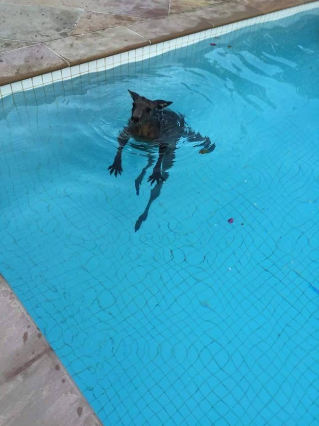 This Kangaroo Was Caught On Camera Casually Taking A Swim In A Backyard ...