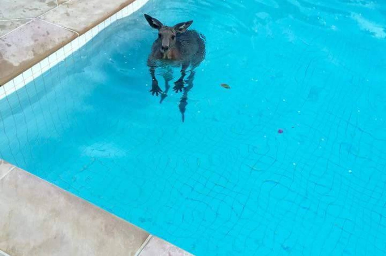 This Kangaroo Was Caught On Camera Casually Taking A Swim In A Backyard ...
