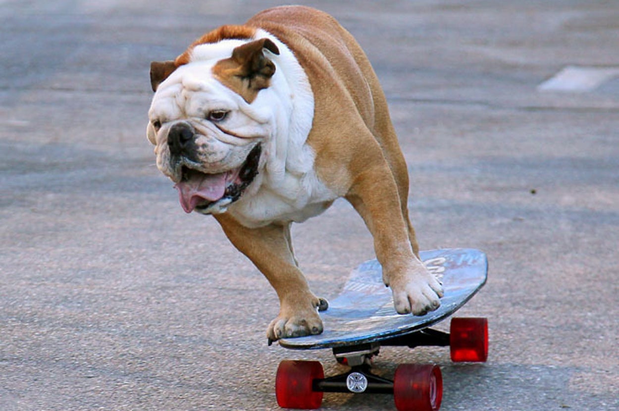 Tillman, The Famous Skateboarding Bulldog, Has Died