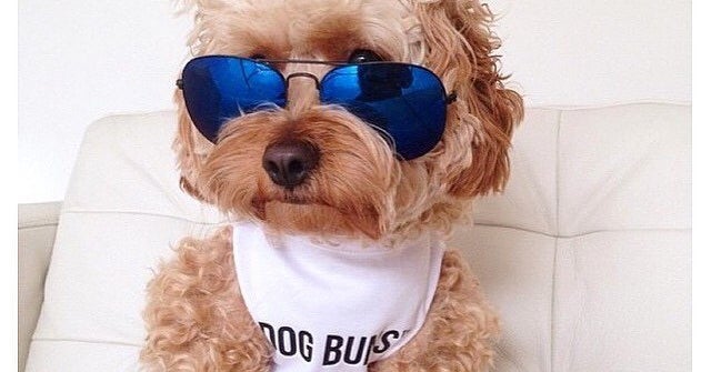 18 Perritos con colita en el pelo que alegrarán tu día entero