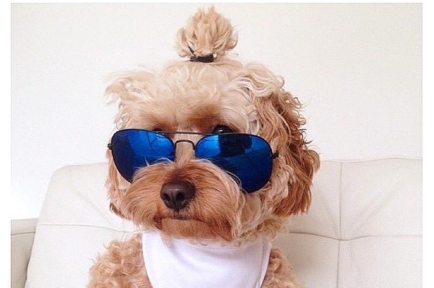 18 Perritos con moñito en el pelo que les ganan a todos los hipsters ...