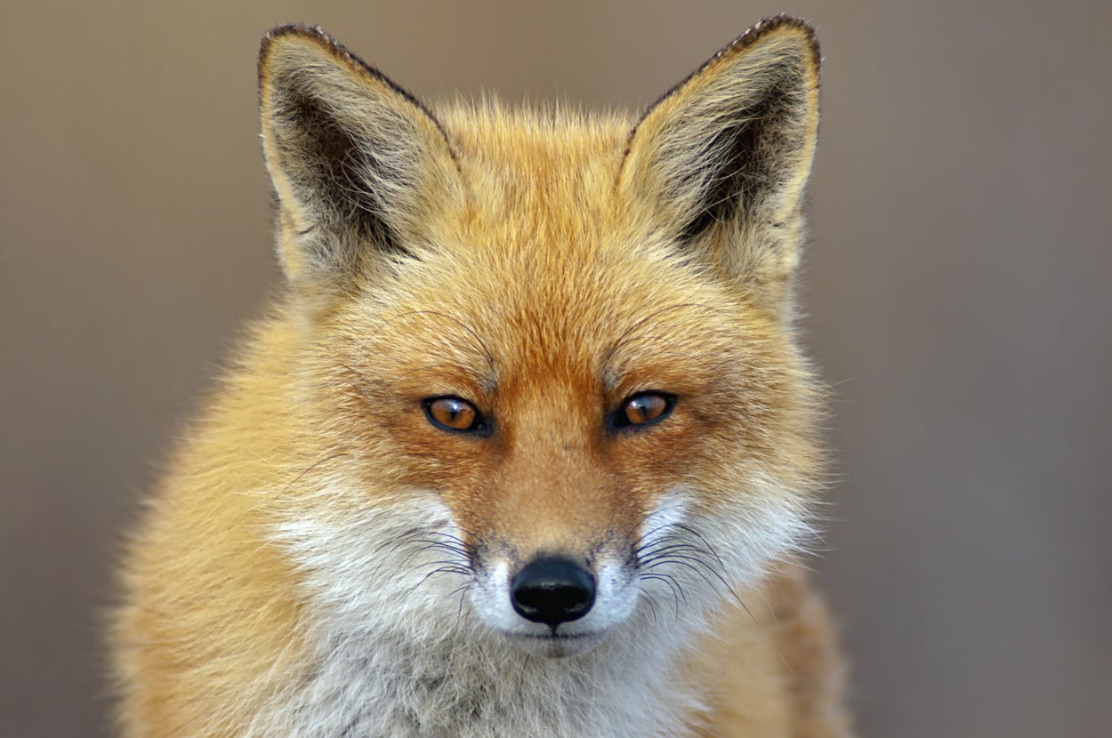 The Results Are In, This Fox Is Now Our Leader