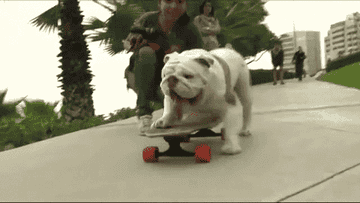 record bulldog