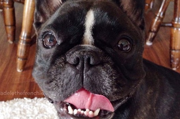 Adele The Frenchie Wants To Say Hello