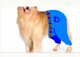 Let's Settle This: How Would A Dog Wear Pants?