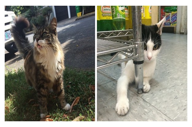 37 Of The Best Street Cats Of 2015 And Also A Few From 2014