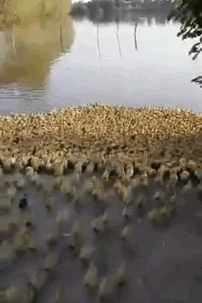 You Need To Watch 5,000 Ducklings Run Into A Pond Right Now