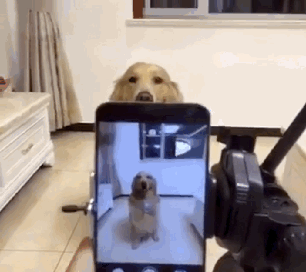 This Dog Smiling For The Camera Is The Happy You Need Today