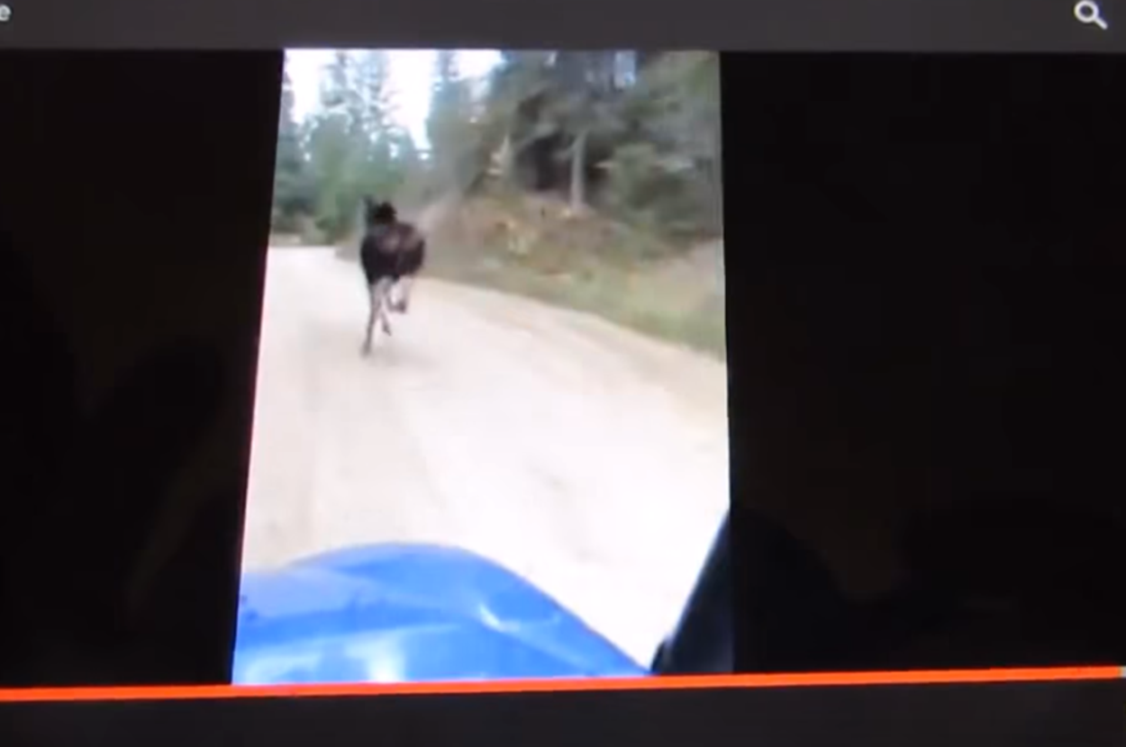 This Video Showing A Moose Being Chased By An ATV Is Now Under ...