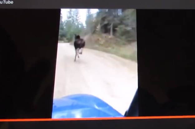 This Video Showing A Moose Being Chased By An ATV Is Now Under ...