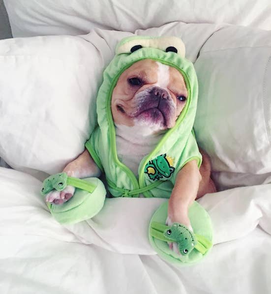 17 Times Chloe The Mini Frenchie Won Instagram In 2015