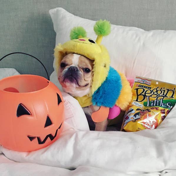 17 Times Chloe The Mini Frenchie Won Instagram In 2015