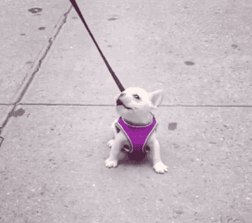 17 Times Chloe The Mini Frenchie Won Instagram In 2015