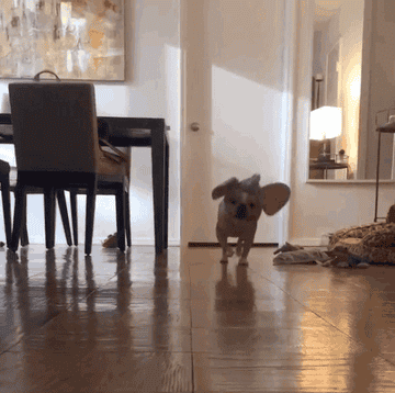 17 Times Chloe The Mini Frenchie Won Instagram In 2015