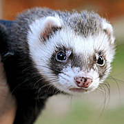 How Many Of These Animals Do You Want On Your Squad?