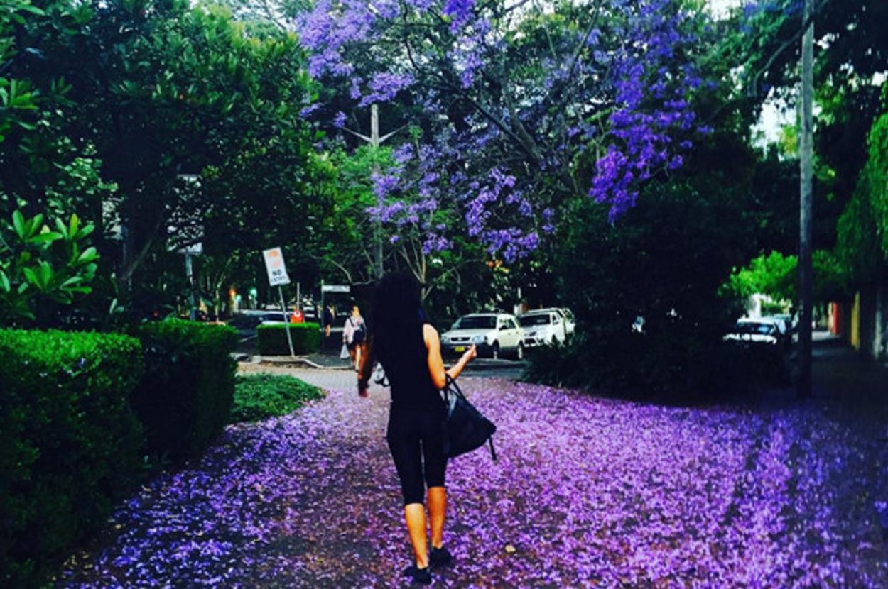 jacaranda tree issues