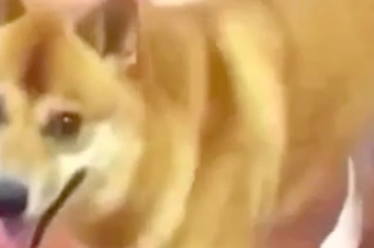 This Dancing Shiba Will Make Your Day Every Day