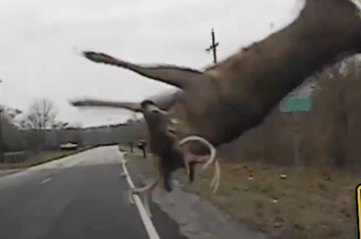 Astonishing Police Video Shows Deer Flying In Air In High-Speed Collision