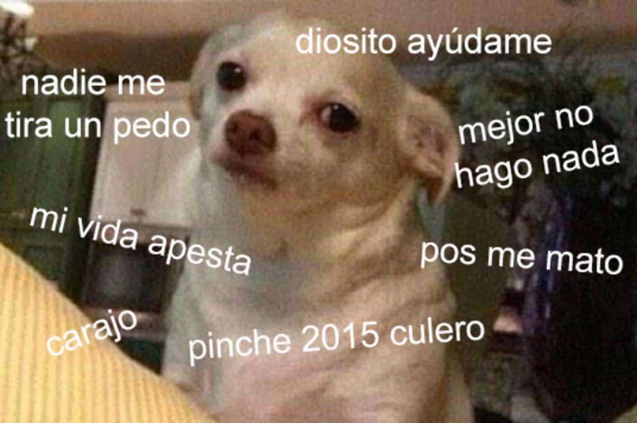 18 Veces en las que el meme del perrito reflejó tu 2015 a la perfección