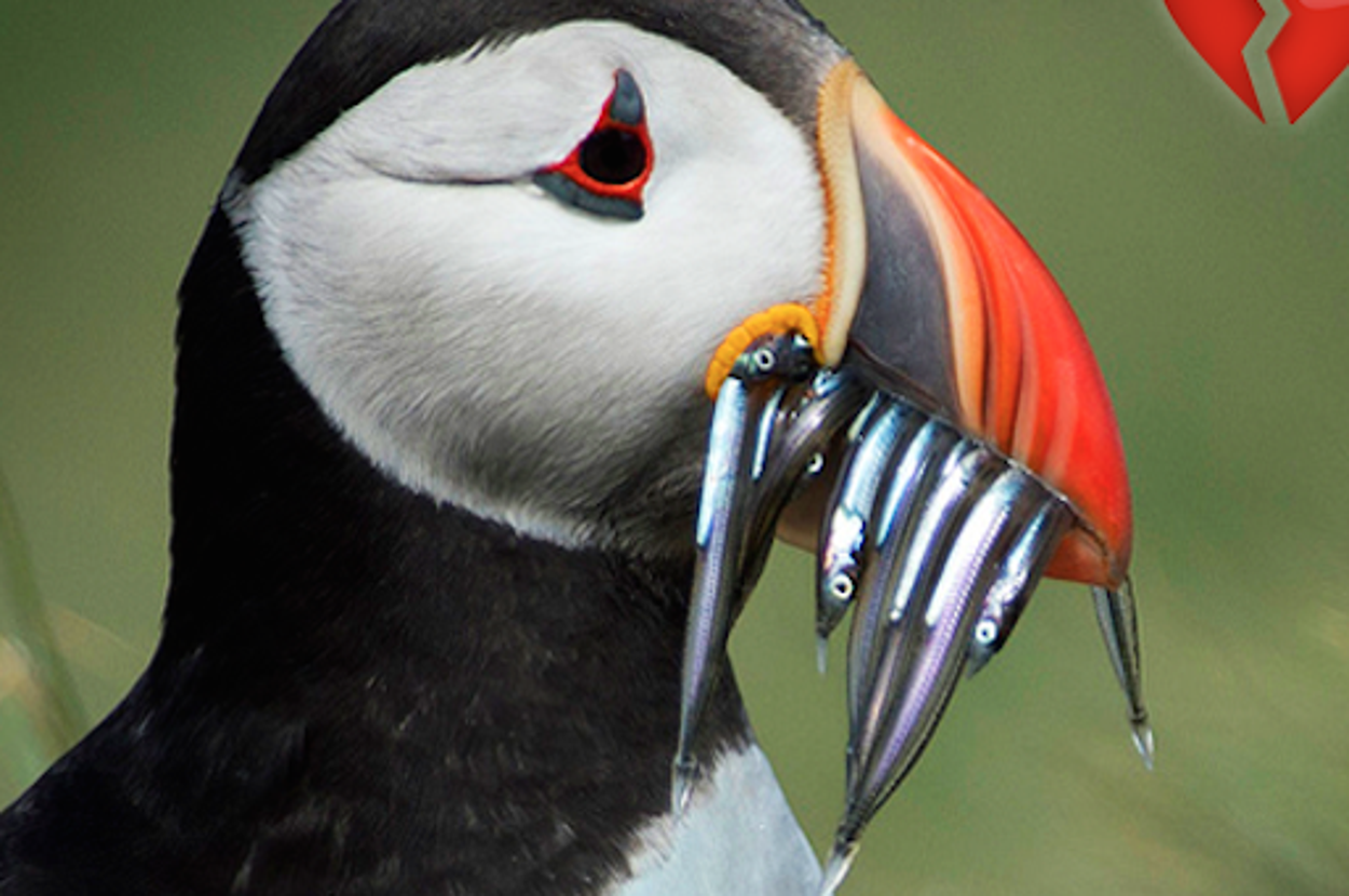 We Need To Talk About How Sad Puffins Look