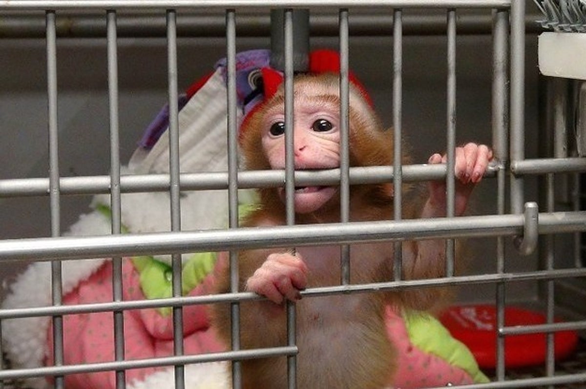 After Year-Long Controversy, Federal Lab Stops Baby Monkey Experiments