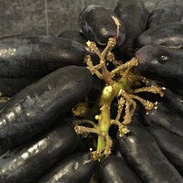 Look At These Weird Grapes Shaped Like Fingers And Shudder With Fear ...