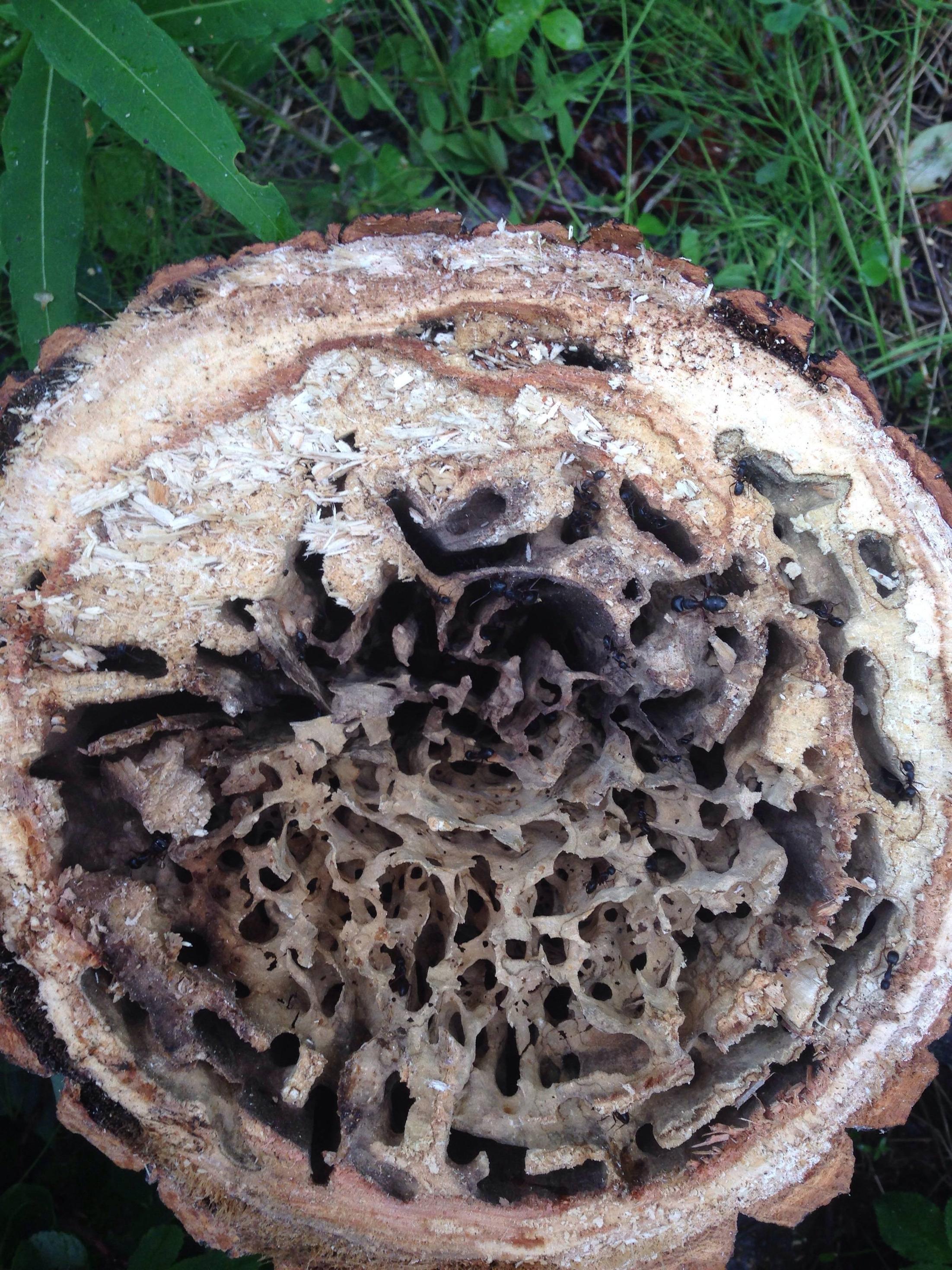 Trypophobia Is An Absolutely Terrifying Thing And You Definitely Have It