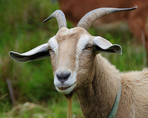 15 Photos That Prove Goats Are Underrated, Majestic Beings