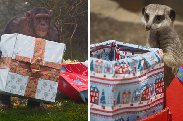 Zoo Animals Around The World Are Opening Their Christmas Presents Early