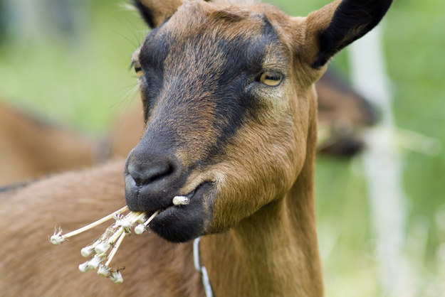 15 Photos That Prove Goats Are Underrated, Majestic Beings