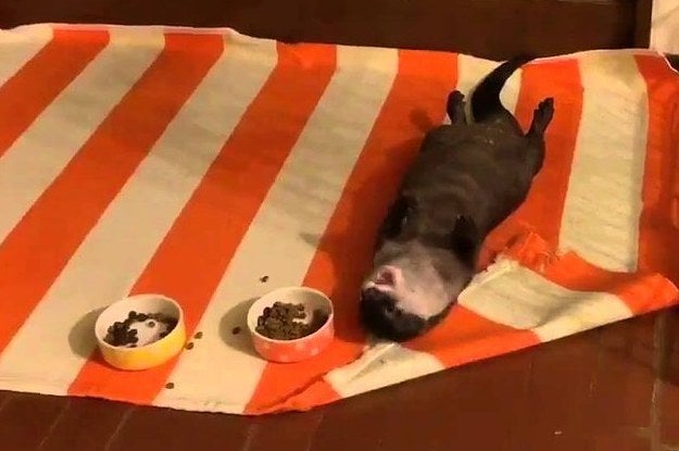 This Otter Is Just Relaxing And Enjoying Some Snacks