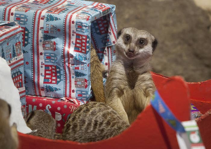 Zoo Animals Around The World Are Opening Their Christmas Presents Early
