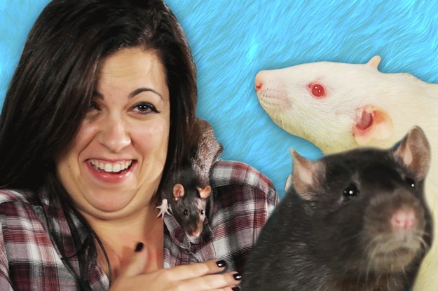 People Met Pet Rats For The First Time And Lost Their Damn Minds