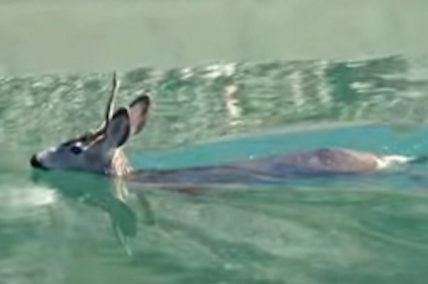 Video Shows Cowboys Using Lassos To Rescue Deer Trapped In Canal