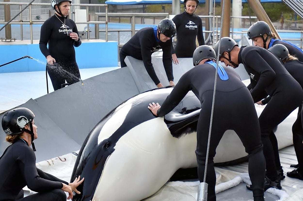 Unna The Killer Whale Dies Of Rare Infection At SeaWorld