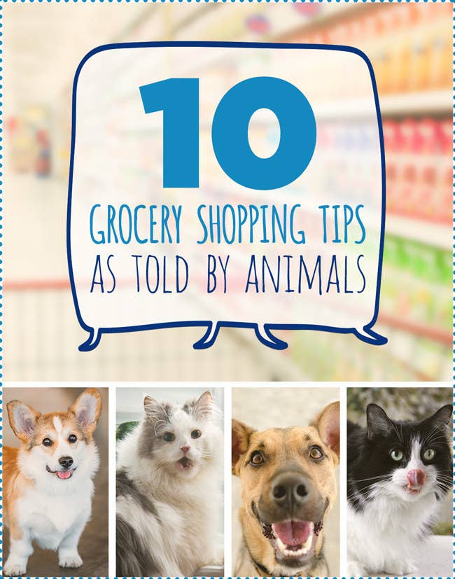 10 Grocery Shopping Tips As Told By Animals