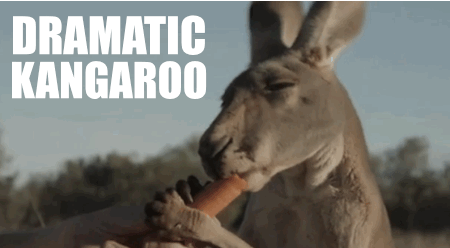 15 Of The Most Legendary Aussie GIFs