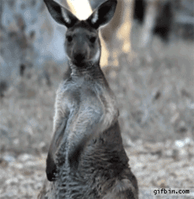 15 Of The Most Legendary Aussie GIFs